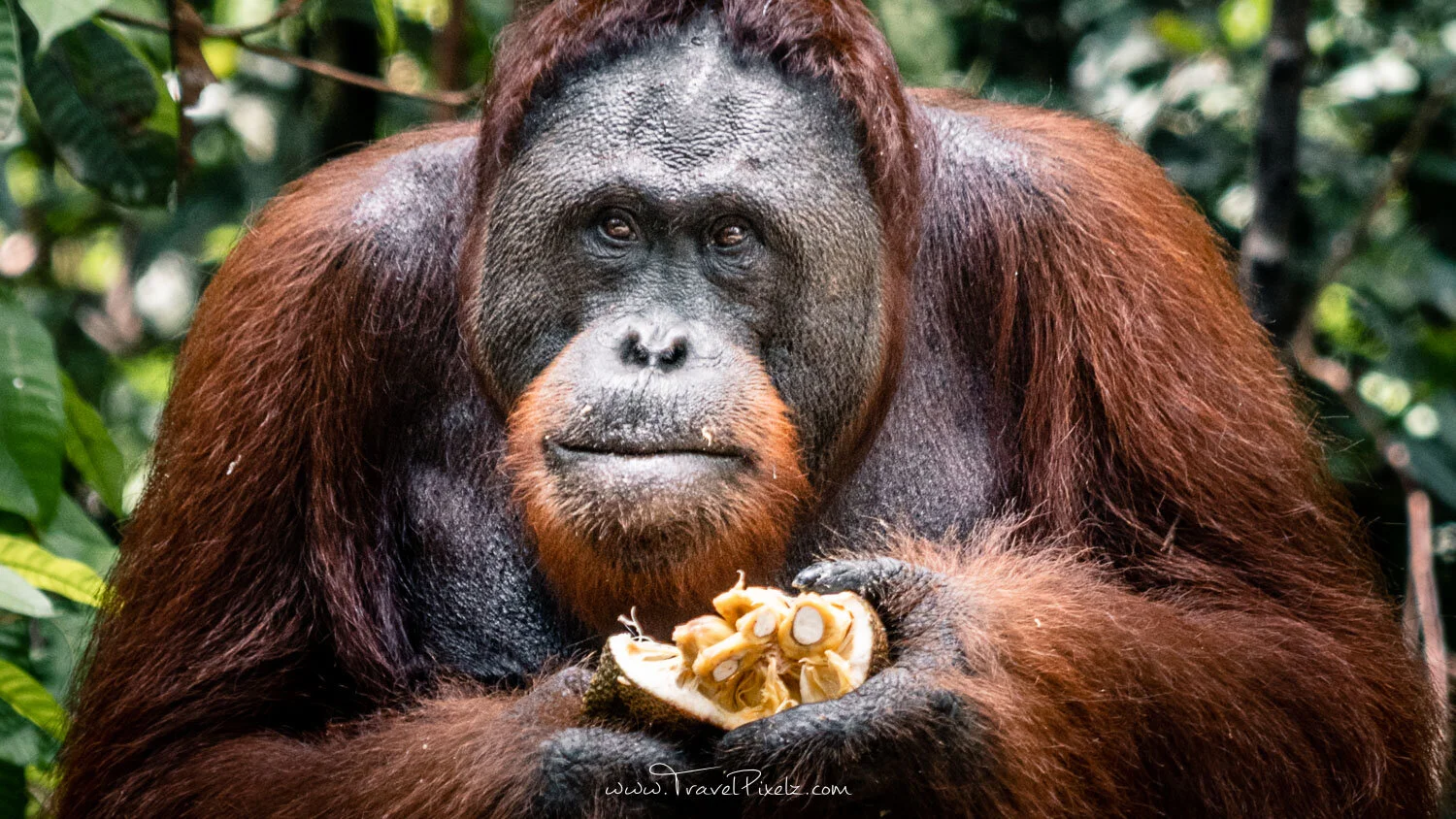Tanjung Puting National Park - A Boat Tour to Borneo’s Orangutans ...