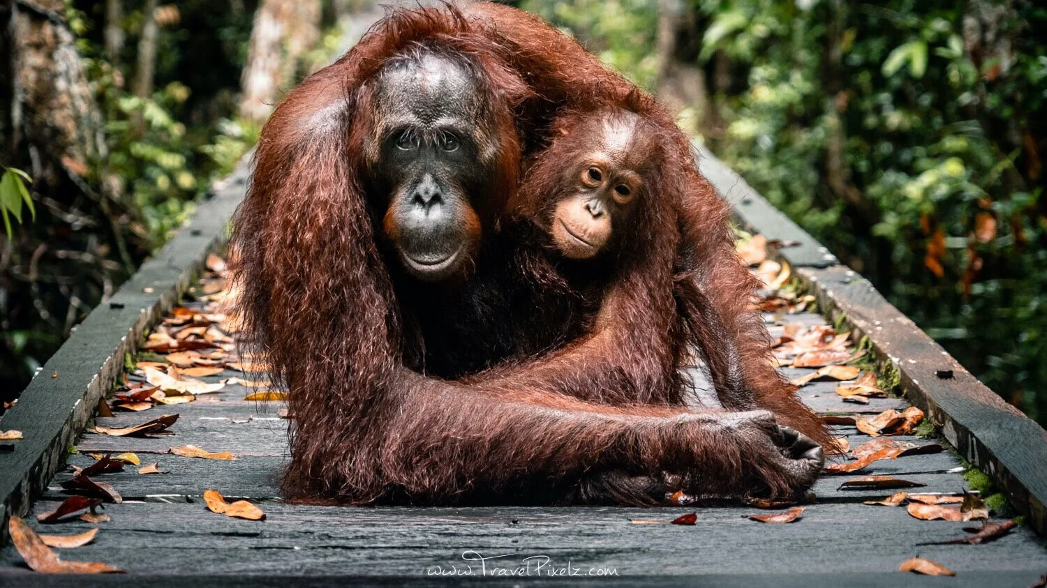 Tanjung Puting National Park - A Boat Tour to Borneo’s Orangutans ...