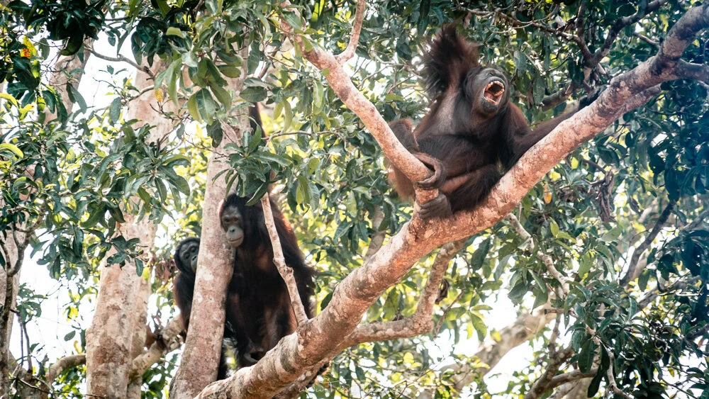 Visit Borneo's Orangutans on a Budget - Kaja Island / Palangkaraya ...