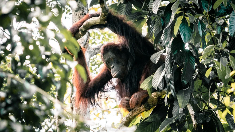 Visit Borneo's Orangutans on a Budget - Kaja Island / Palangkaraya ...
