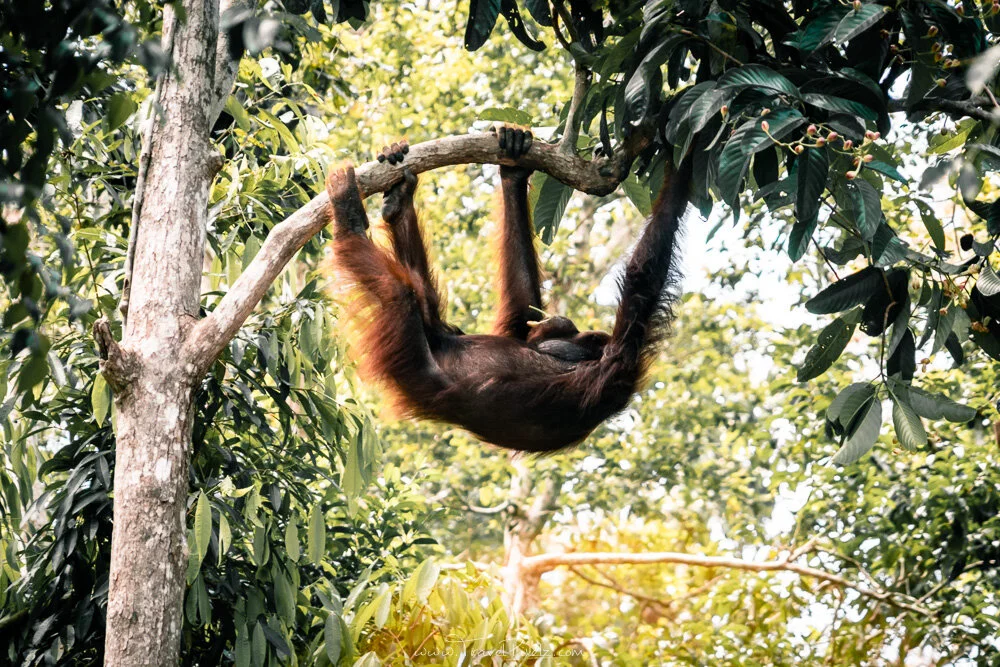 Visit Borneo's Orangutans on a Budget - Kaja Island / Palangkaraya ...