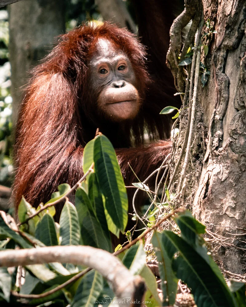 Visit Borneo's Orangutans on a Budget - Kaja Island / Palangkaraya ...