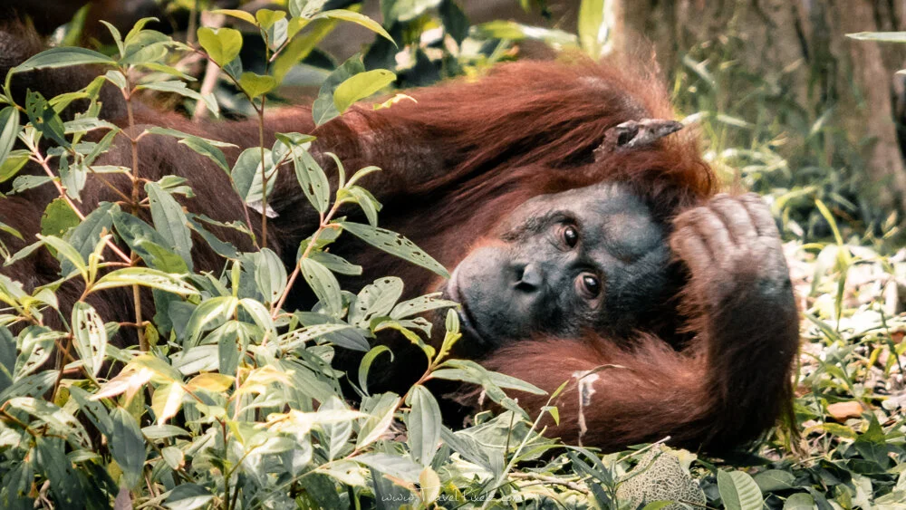 Visit Borneo's Orangutans on a Budget - Kaja Island / Palangkaraya ...
