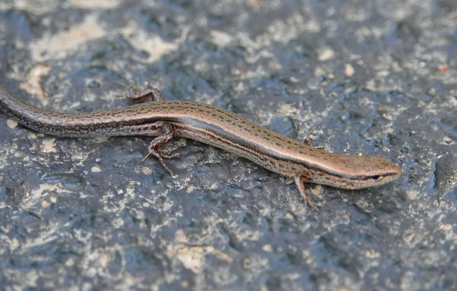 Wildlife and Nature Photo Gallery — Pedals and Puffins