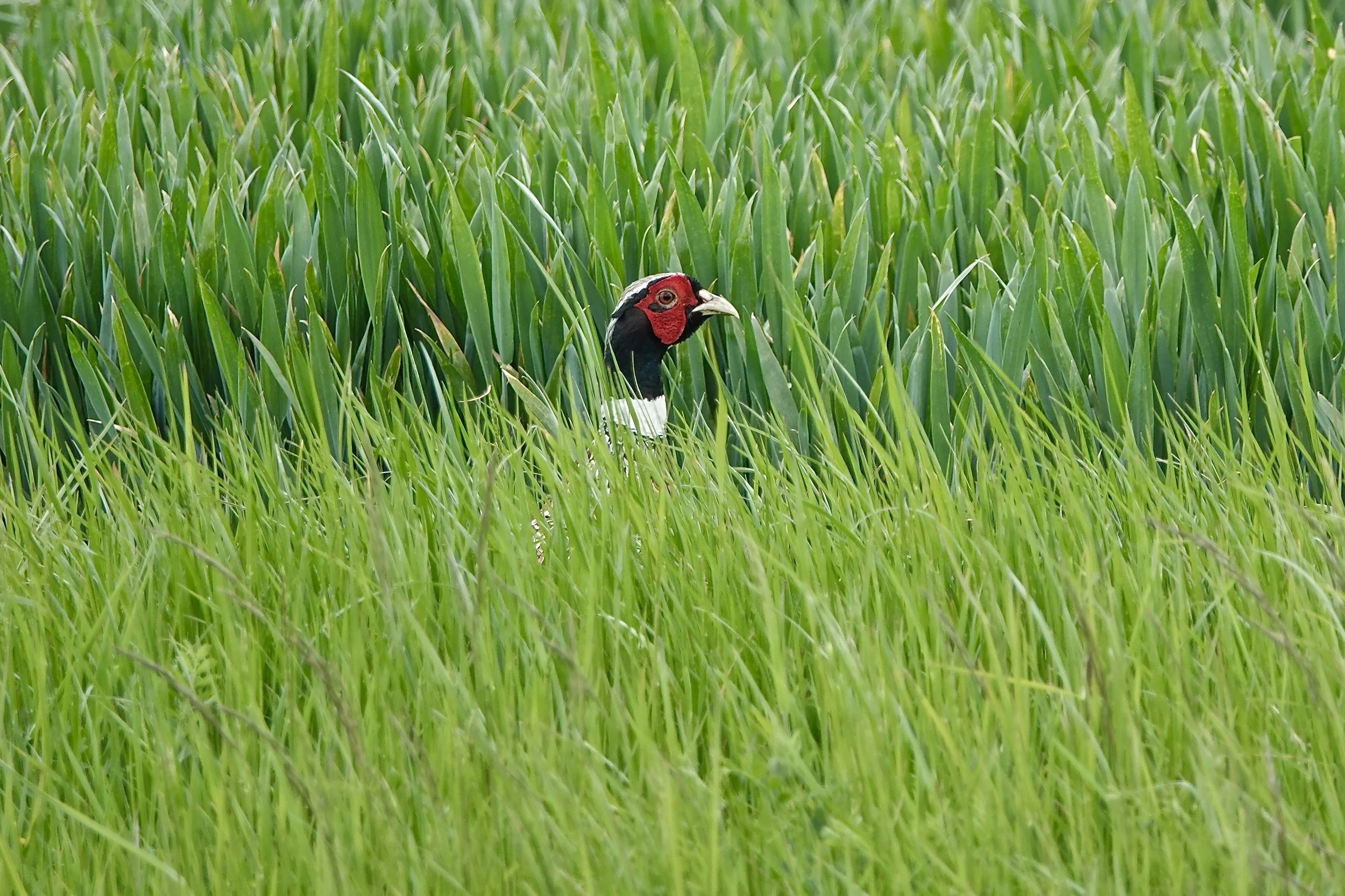 Cambridge to Lincoln: Cathedrals and Fenlands in East Anglia — Pedals ...