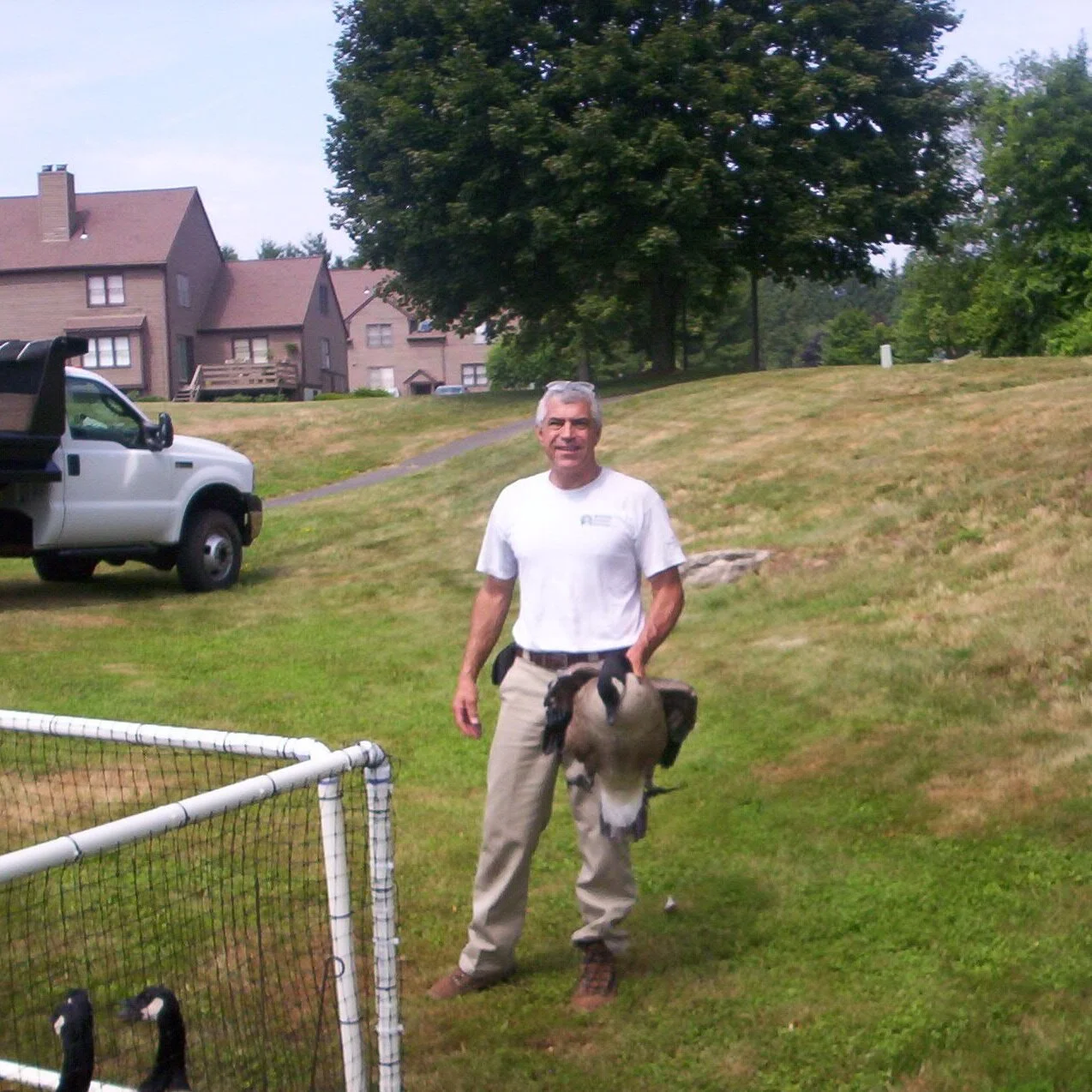 Commercial Geese Removal — Wildlife Control Services