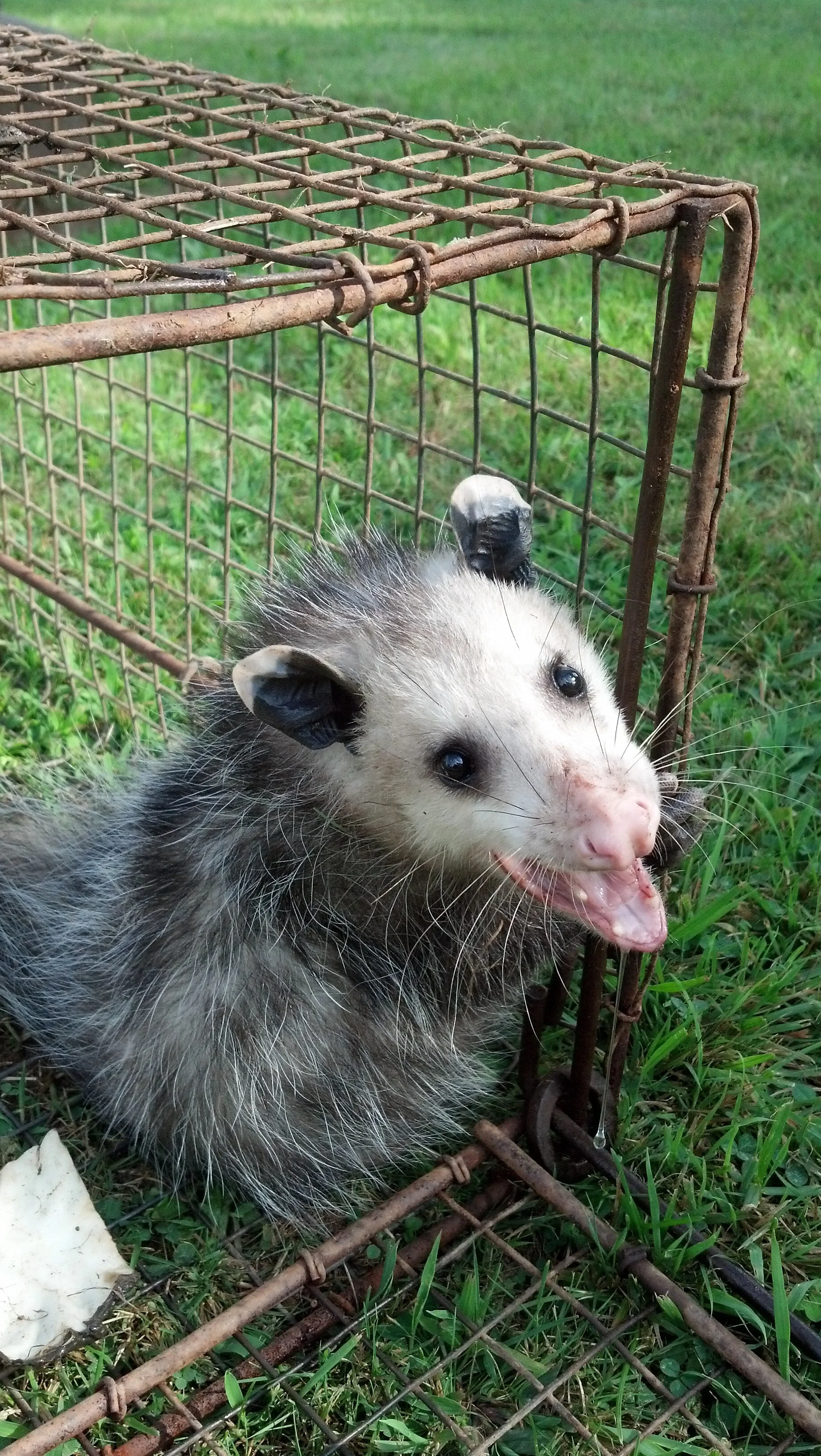 Opossum Trapping — Wildlife Control Services LLC