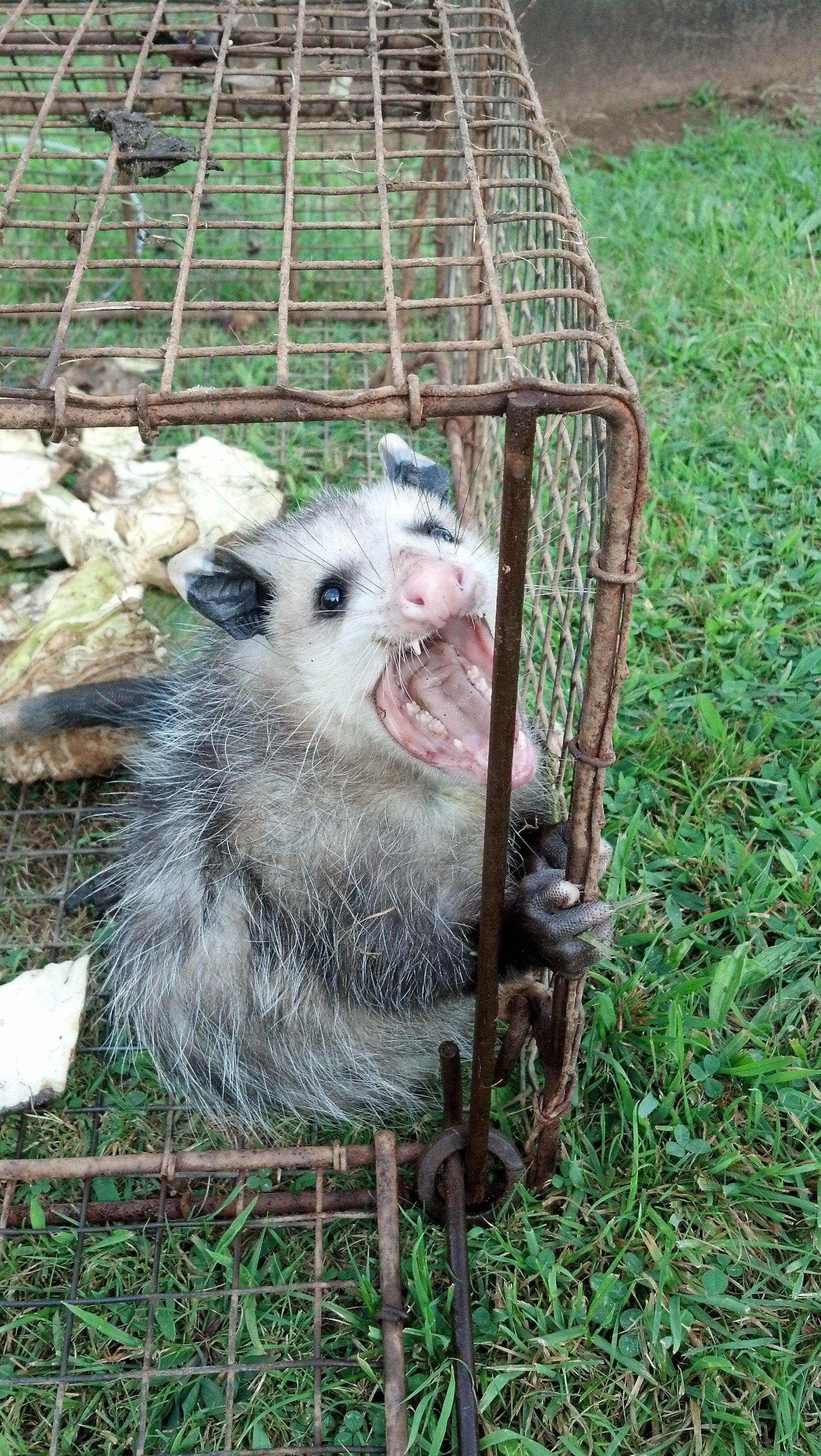 Opossum Trapping — Wildlife Control Services LLC