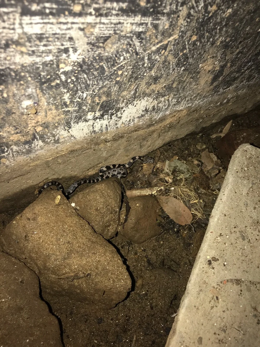 Snakes — CT Wildlife Removal Blog — Wildlife Control Services LLC