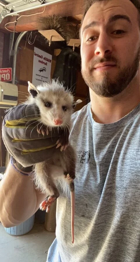 Opossum at School? — Wildlife Control Services LLC