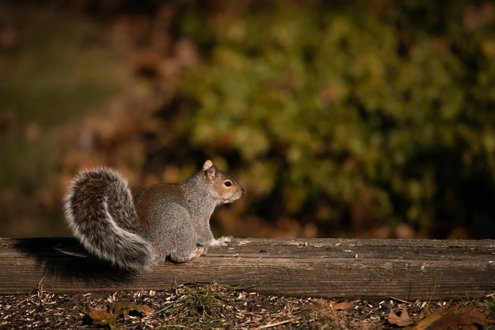 Embracing Connecticut's Summer Wildlife: Raccoons, Squirrels ...
