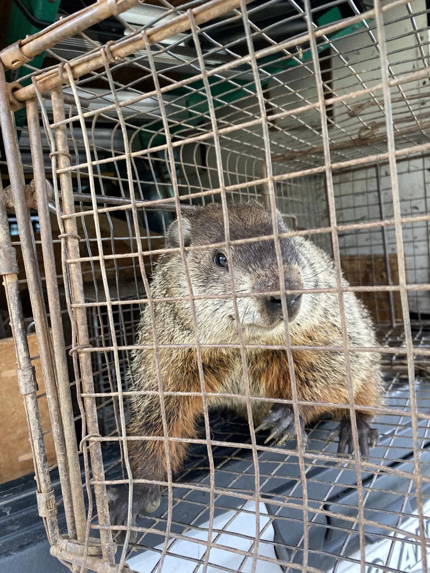 Woodchuck Removal in West Hartford — Wildlife Control Services LLC