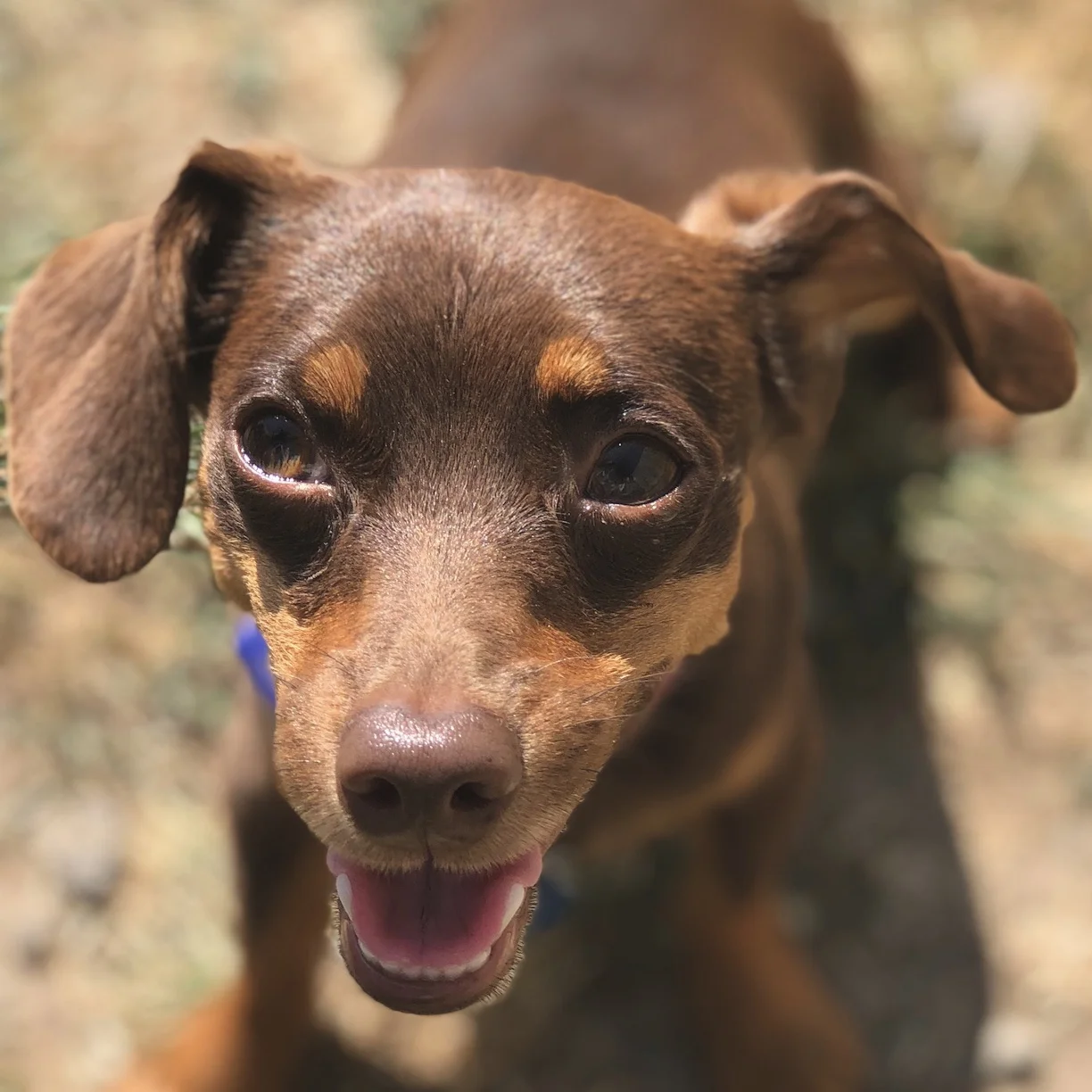 Pack — Oregon Tails