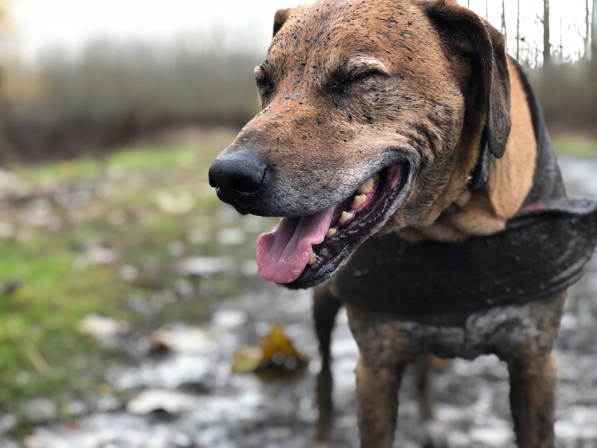 Pack — Oregon Tails