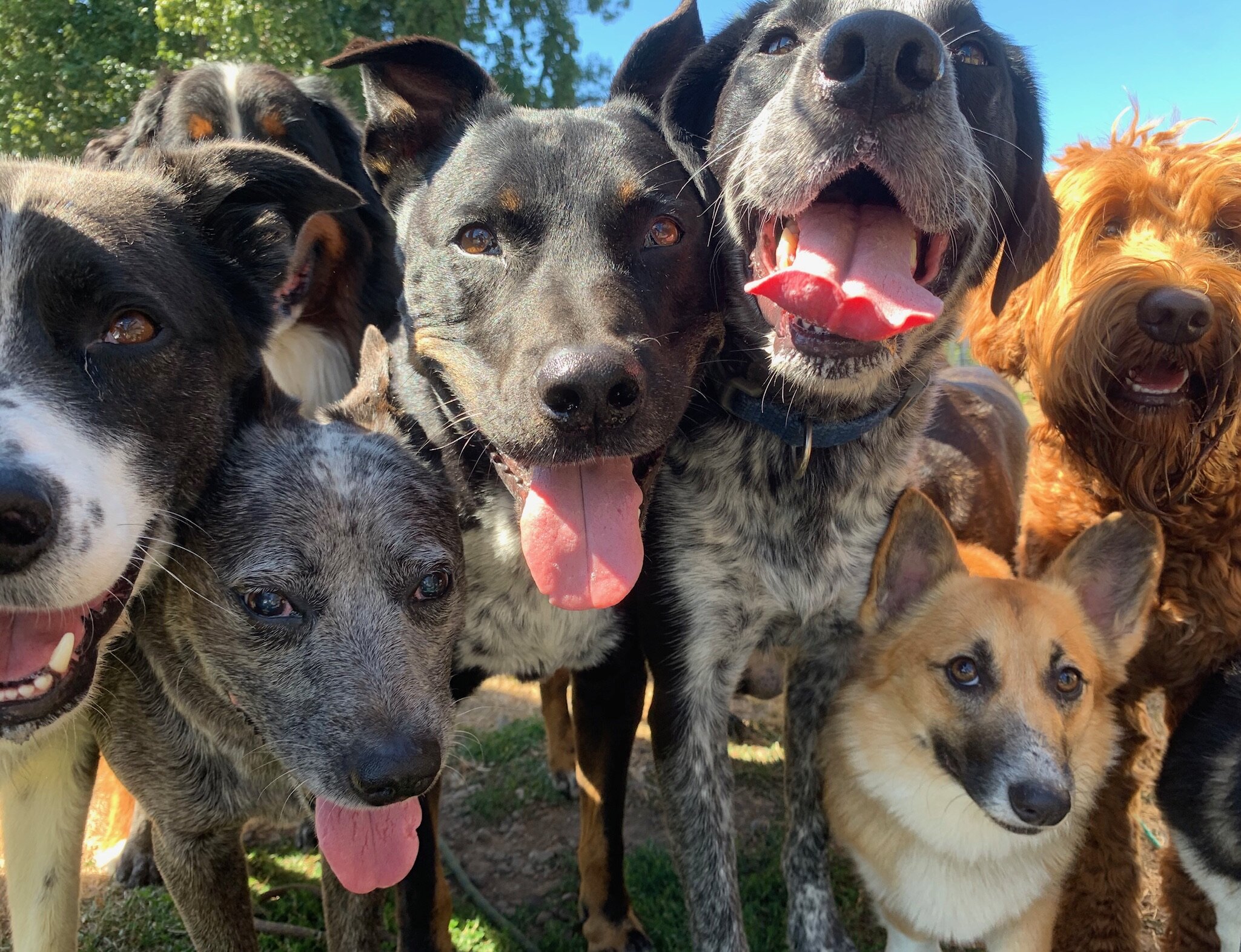 OT Online — Oregon Tails