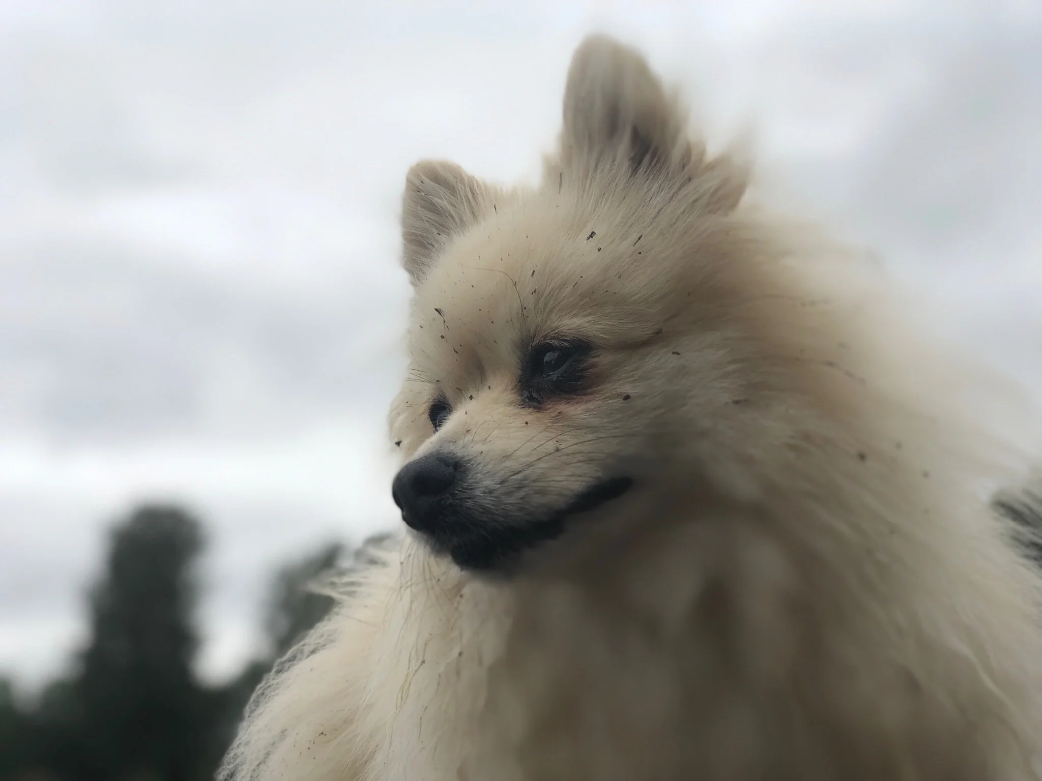 OT Online — Oregon Tails