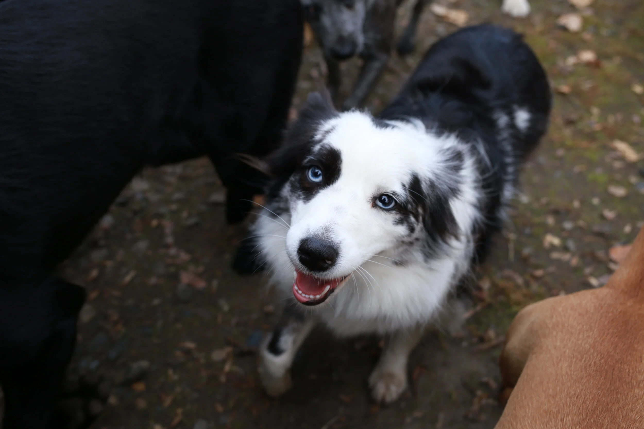 OT Online — Oregon Tails