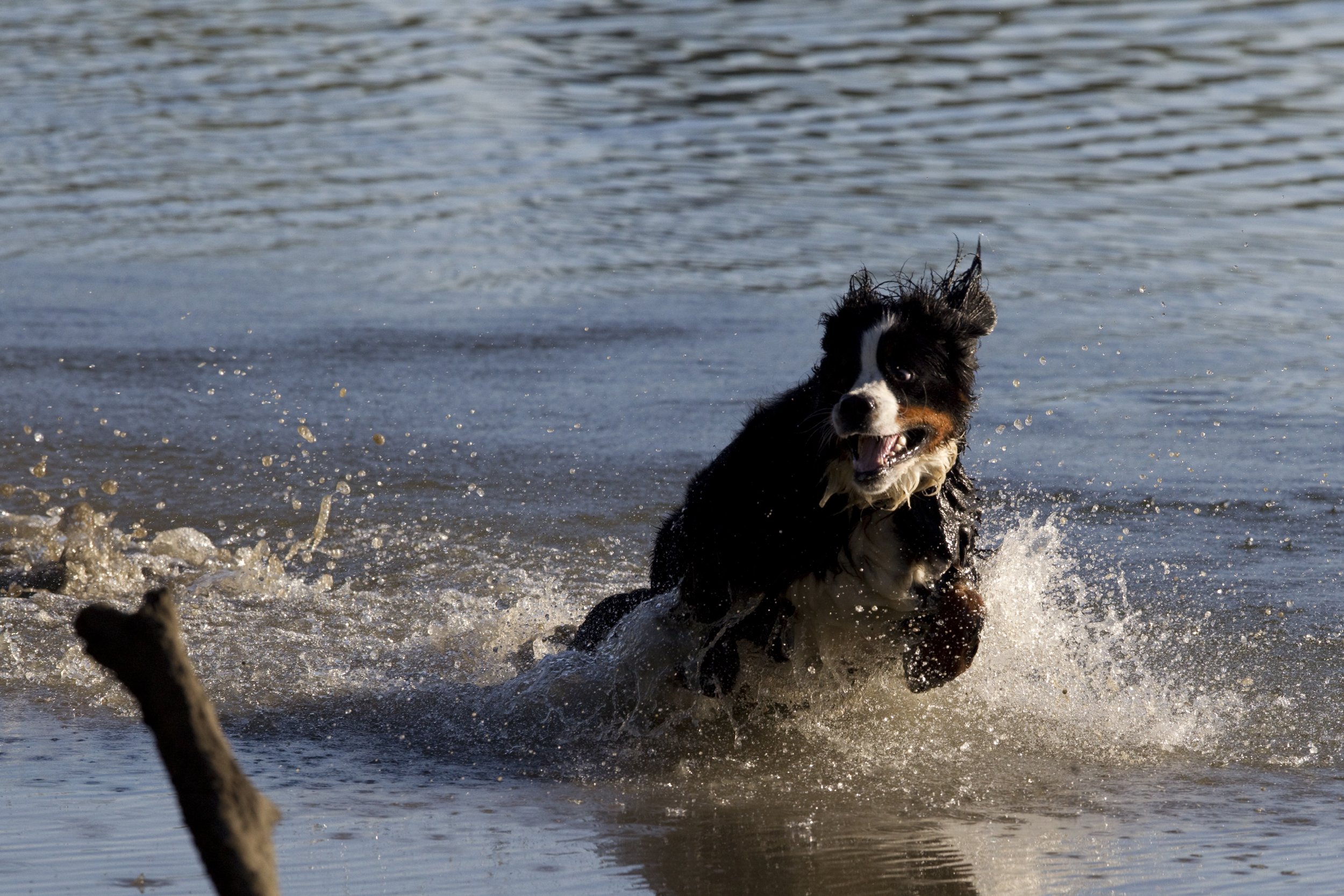 Pack — Oregon Tails