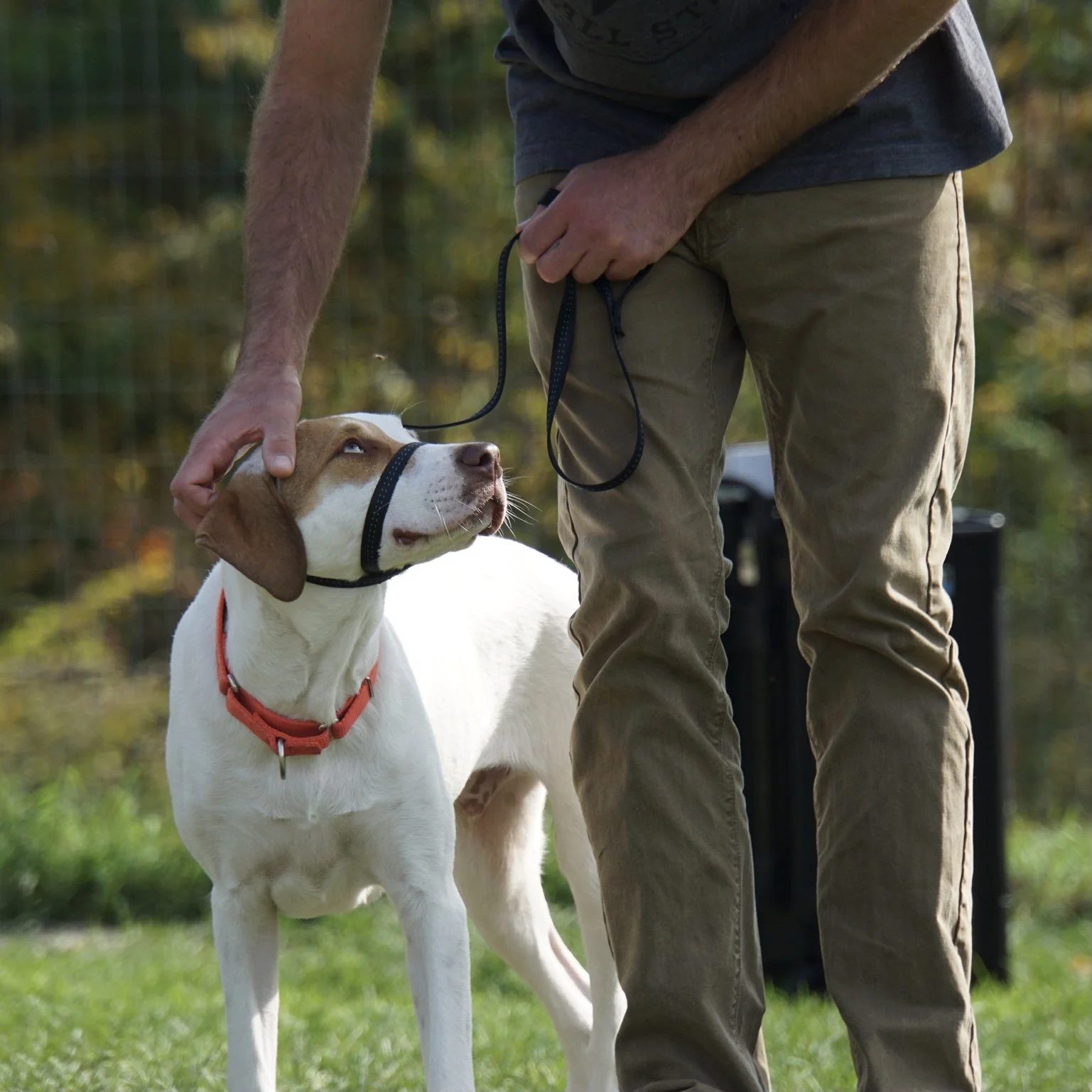 SOTD — Oregon Tails