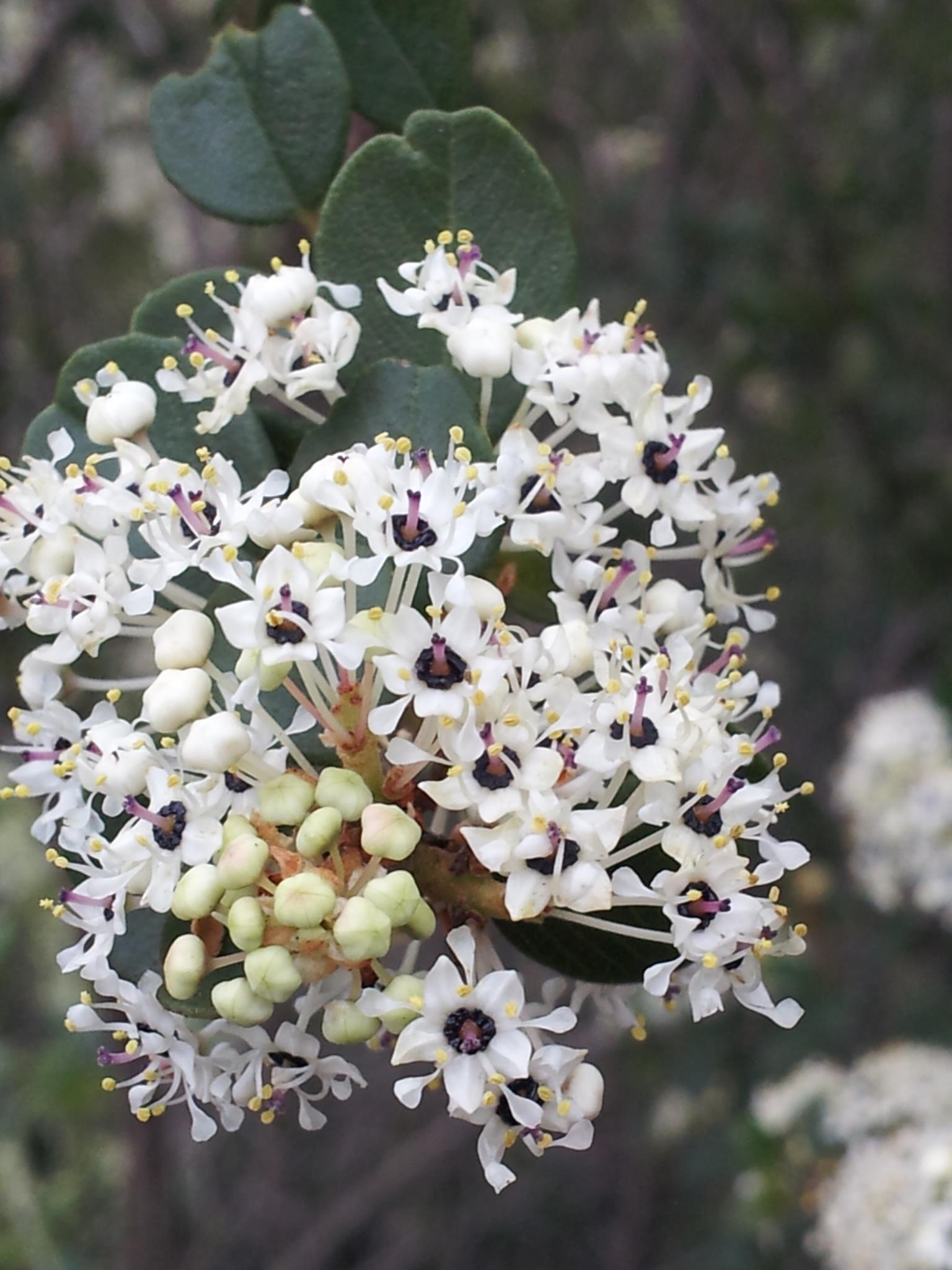 San Diego Canyonlands