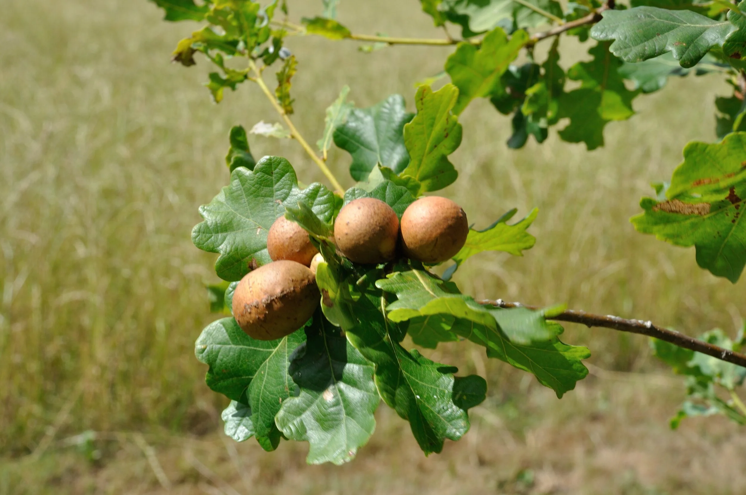 Wasp Balls On Trees