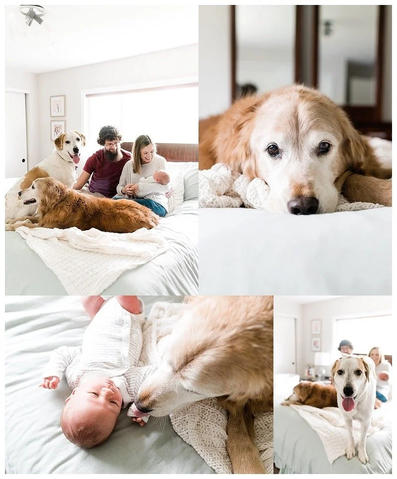 How to Include Your Dog with New Baby in Your Newborn Photoshoot ...