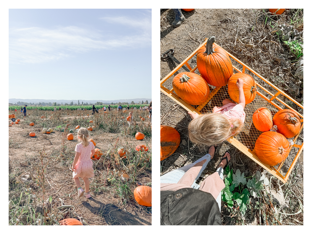 Best Pumpkin Patches Portland for Families — Elizabeth Hite Photography