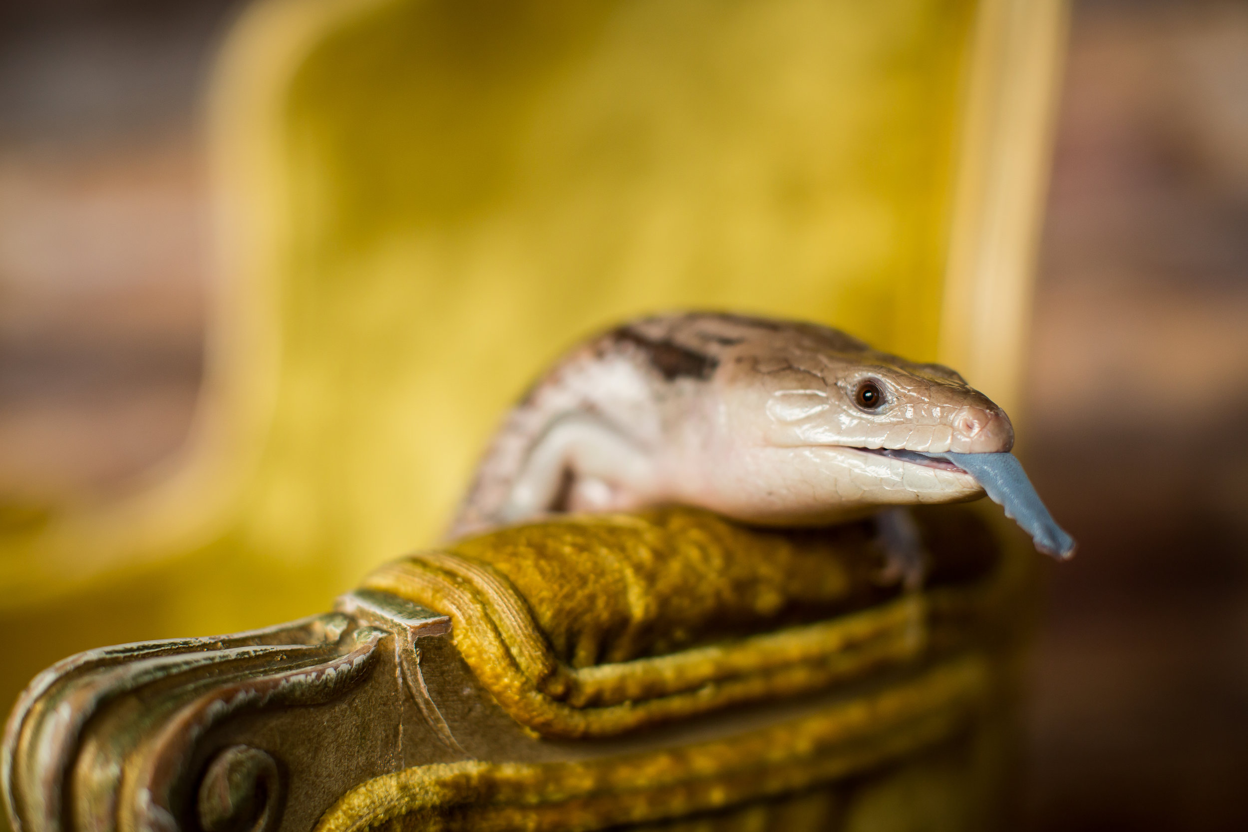 Robin — Frances Kandl