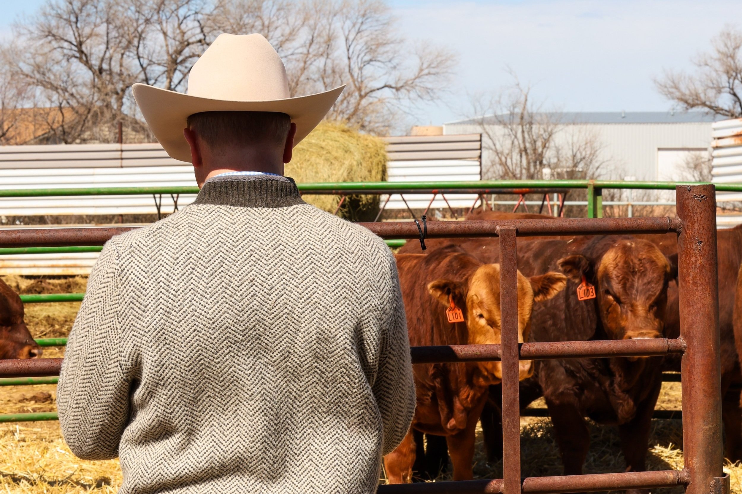 Open 8 Genetics Angus & SimAngus Bull Sale — Open 8 Genetics