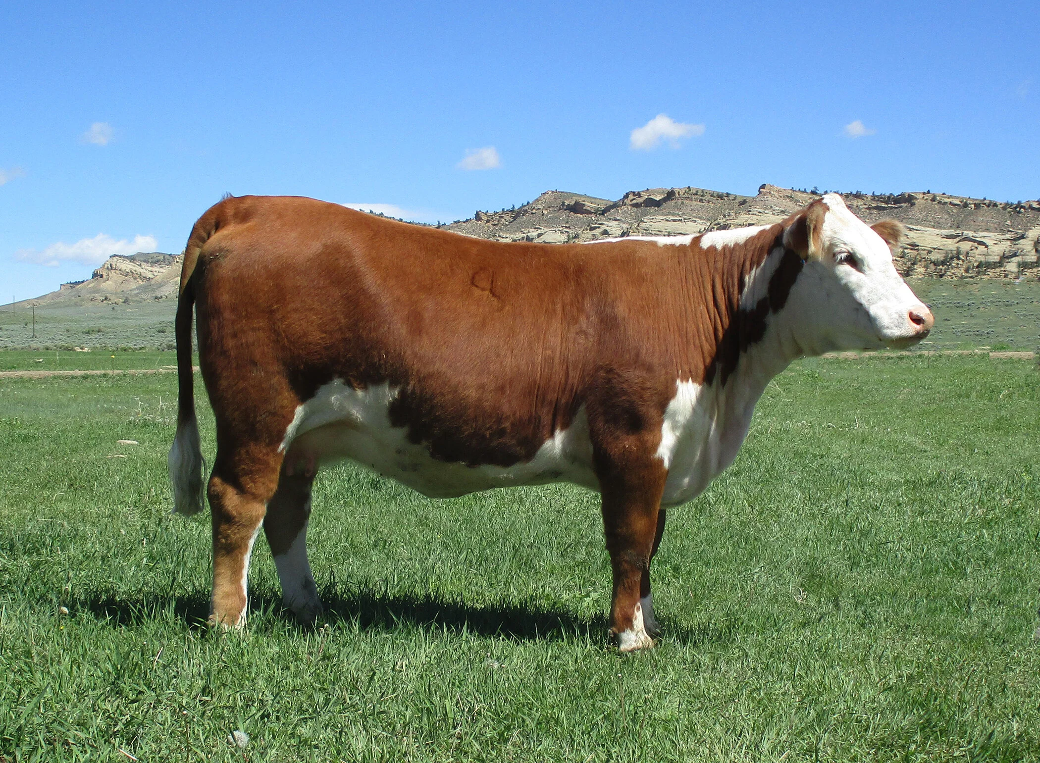 Donor Cows — Durbin Creek Ranch