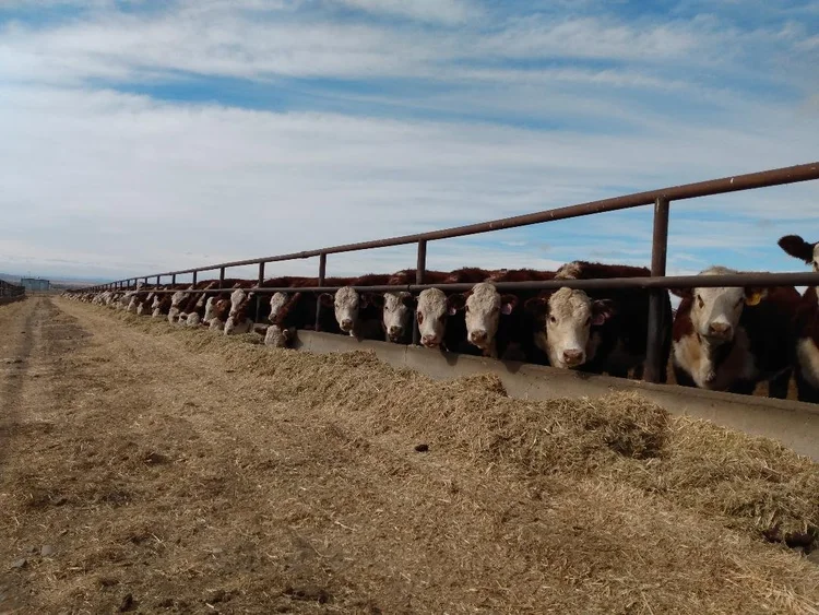 Washakie Feeders — Durbin Creek Ranch