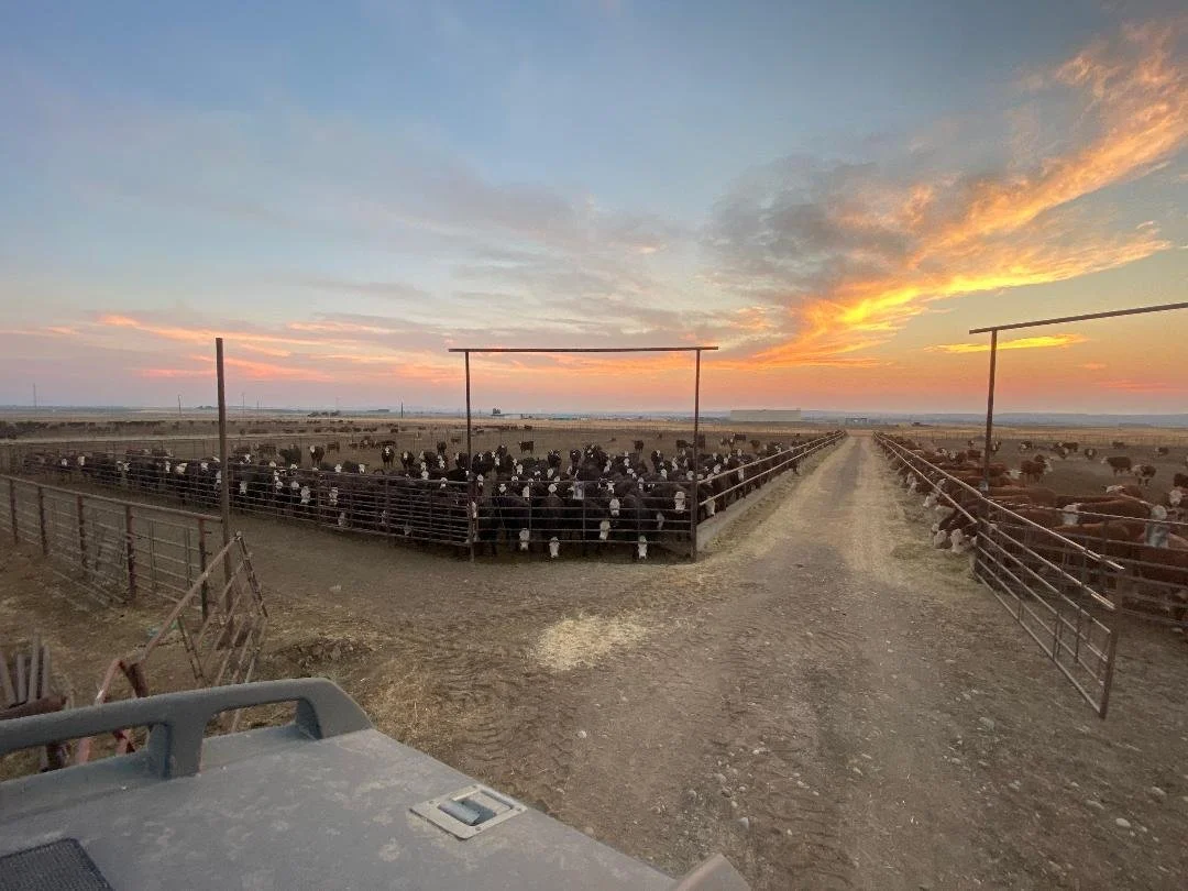 Washakie Feeders — Durbin Creek Ranch