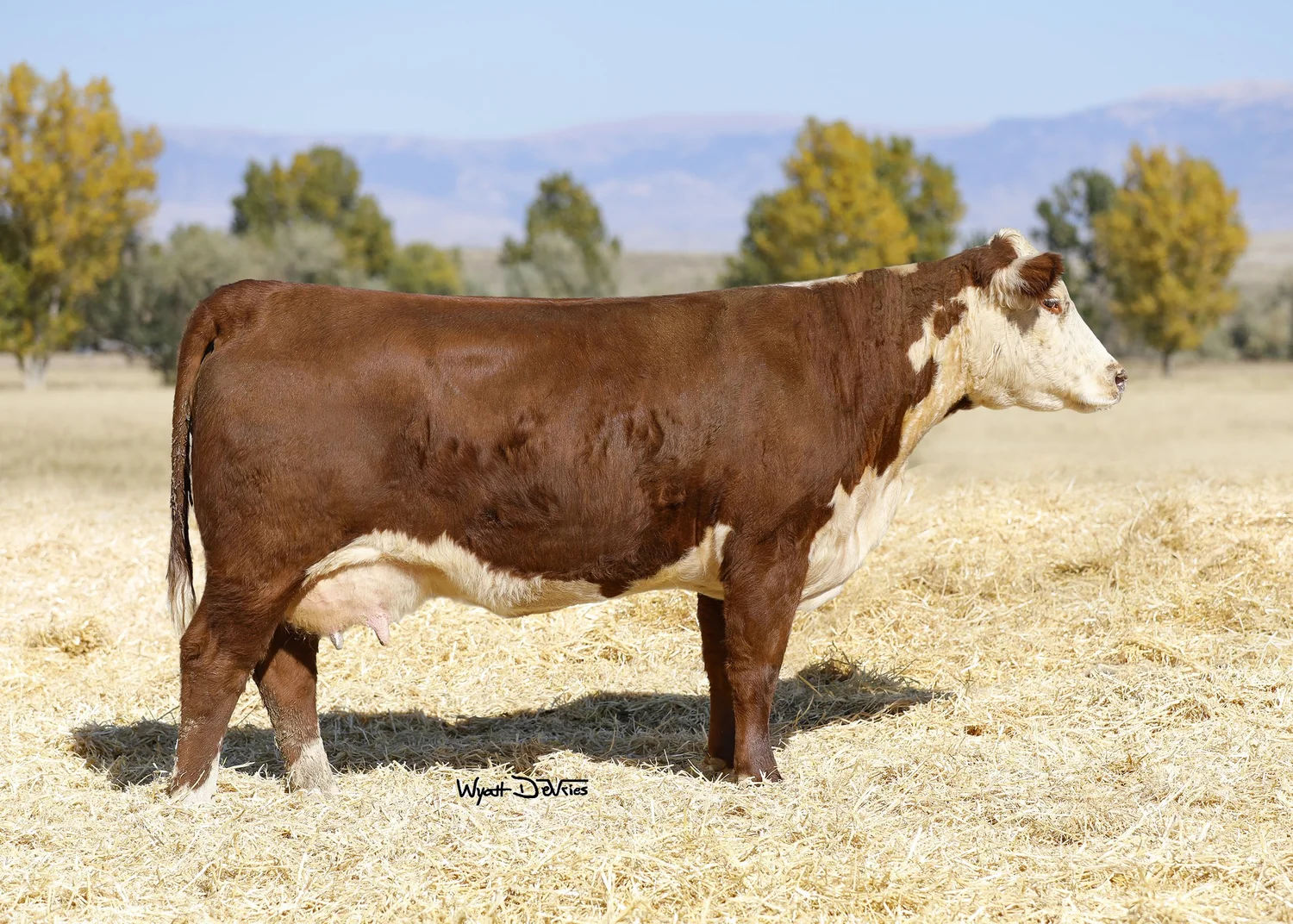 Donor Cows — Durbin Creek Ranch