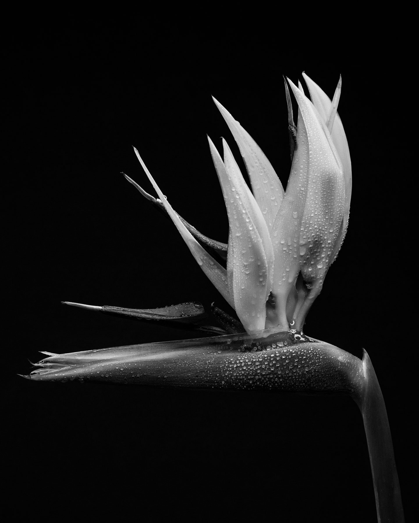 MARC AYRES Black and white photography