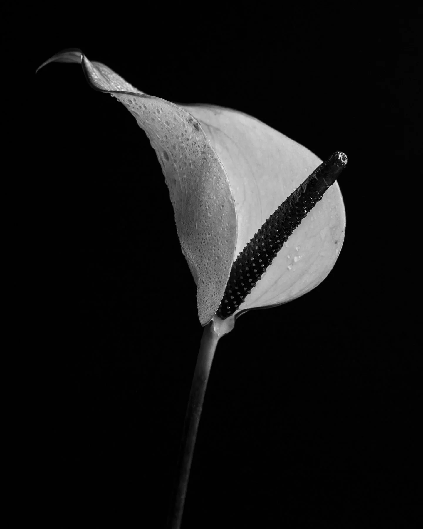 MARC AYRES Black and white photography