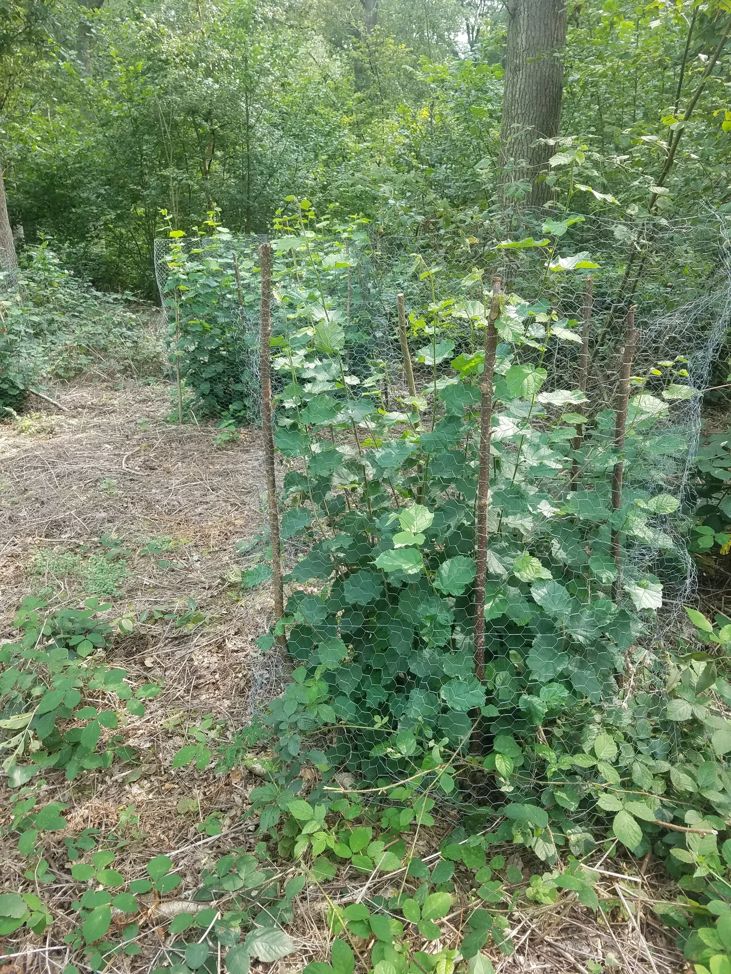 Bean Poles/Pea Sticks — The Coppice Co.
