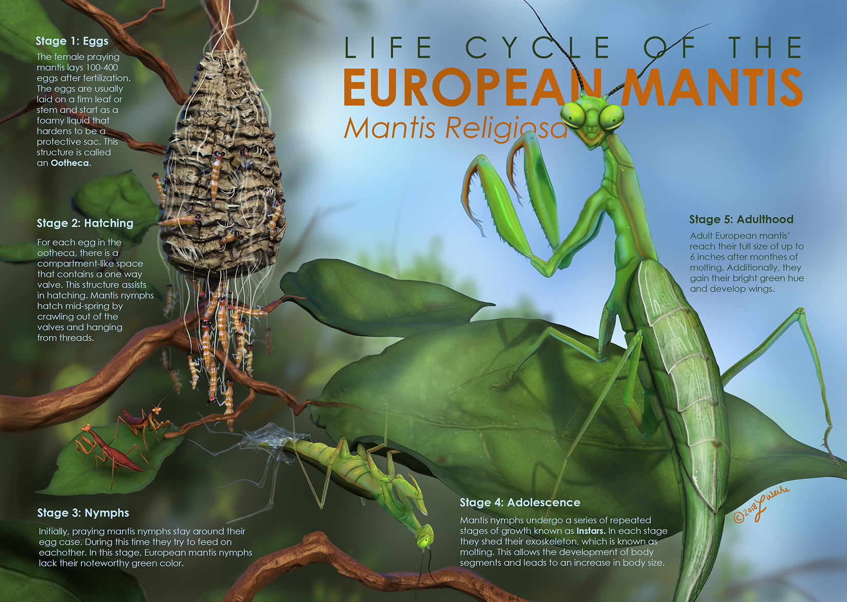 Life Cycle Of A Praying Mantis