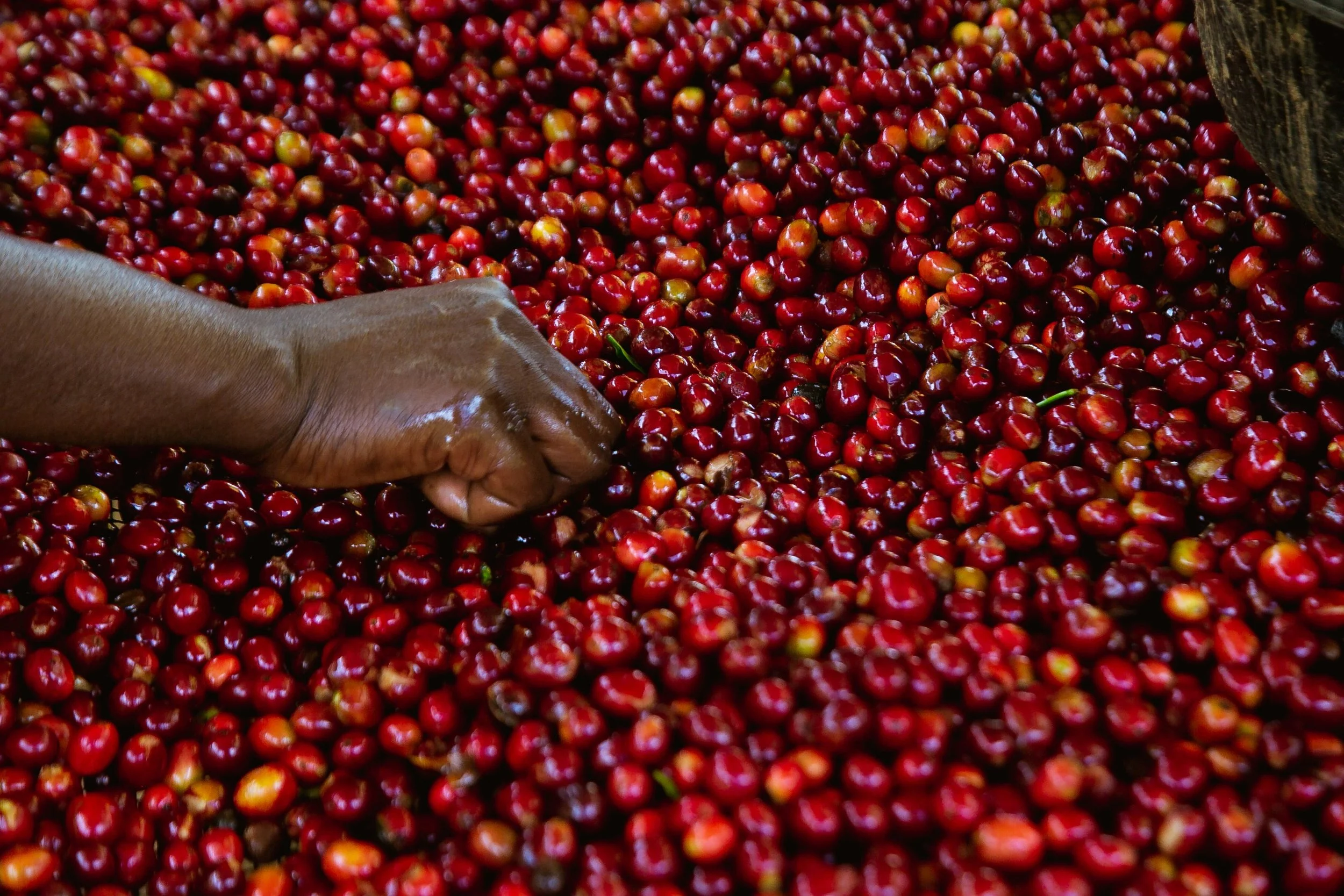 La Voz — Top of the Lake Coffee