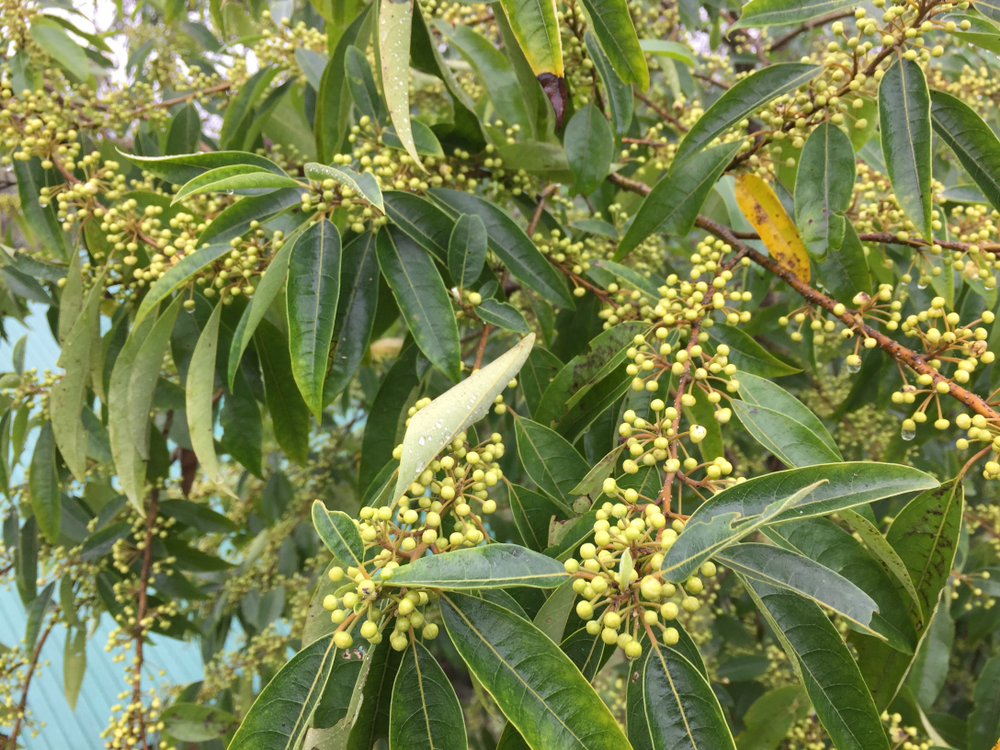 Litsea Cubeba, (May Chang) — Tru Elements
