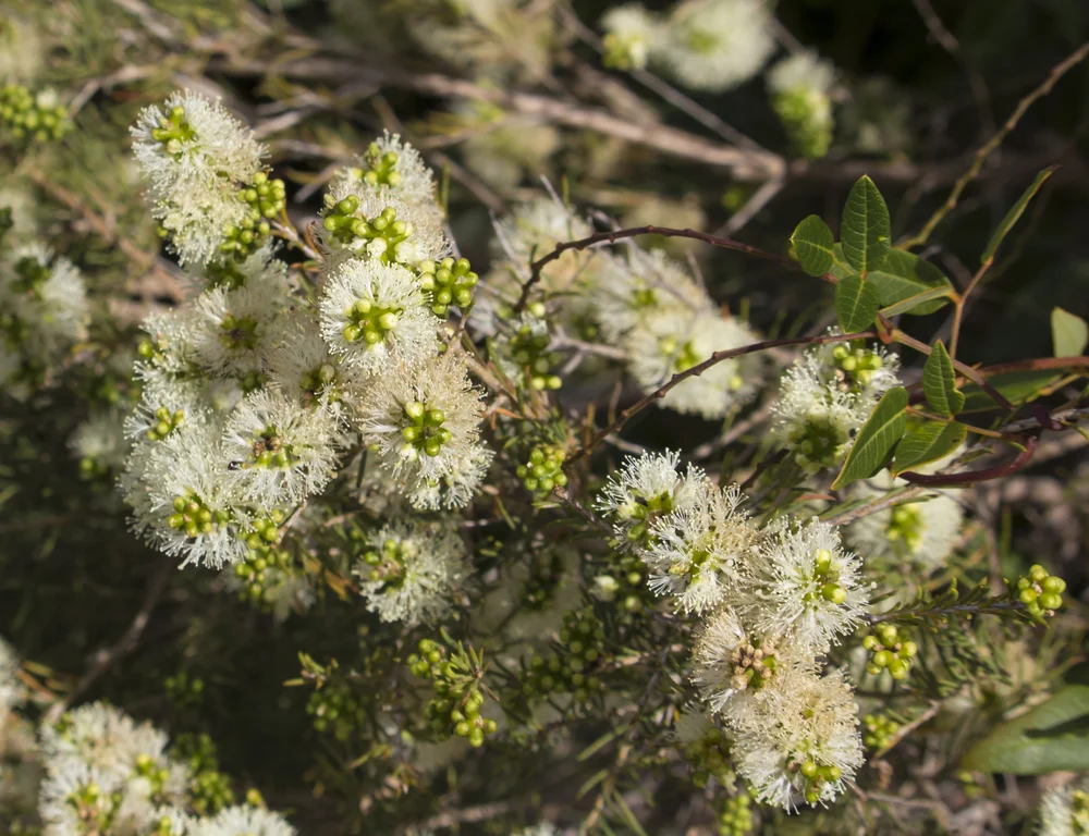 Melaleuca Ericifolia