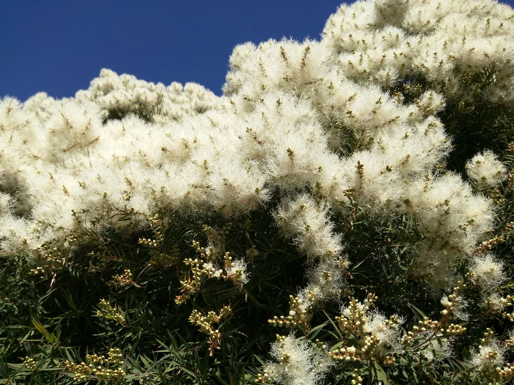 Melaleuca Alternifolia