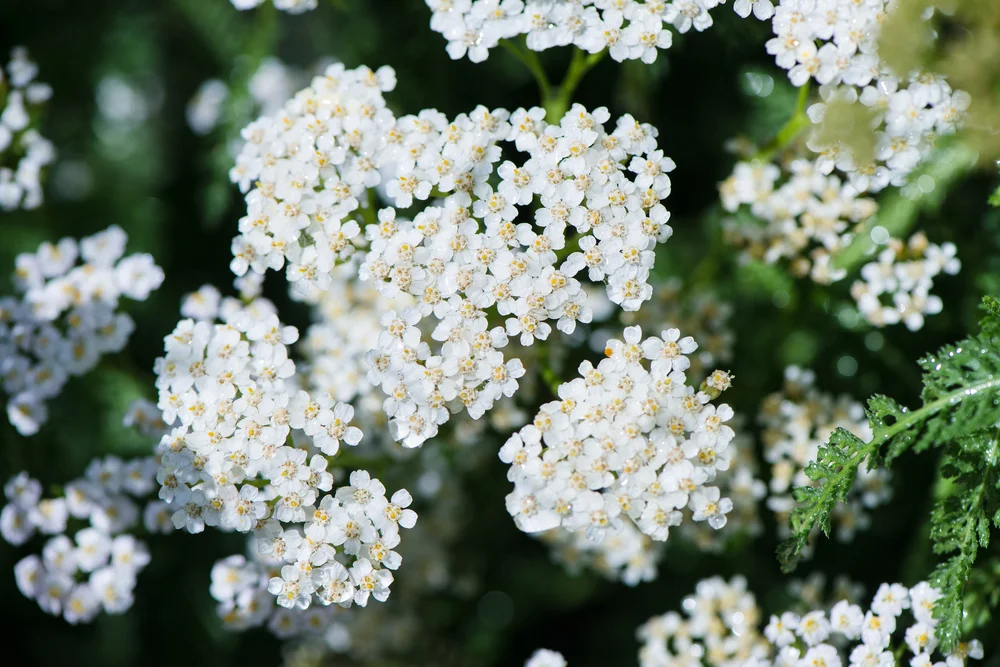 Blue Yarrow Flower