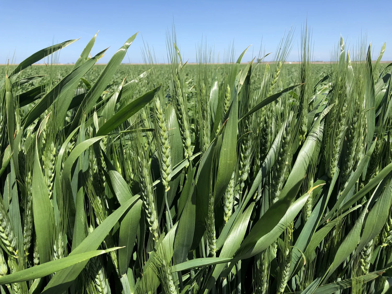 Victoria Island Farms Crops — Victoria Island Farms