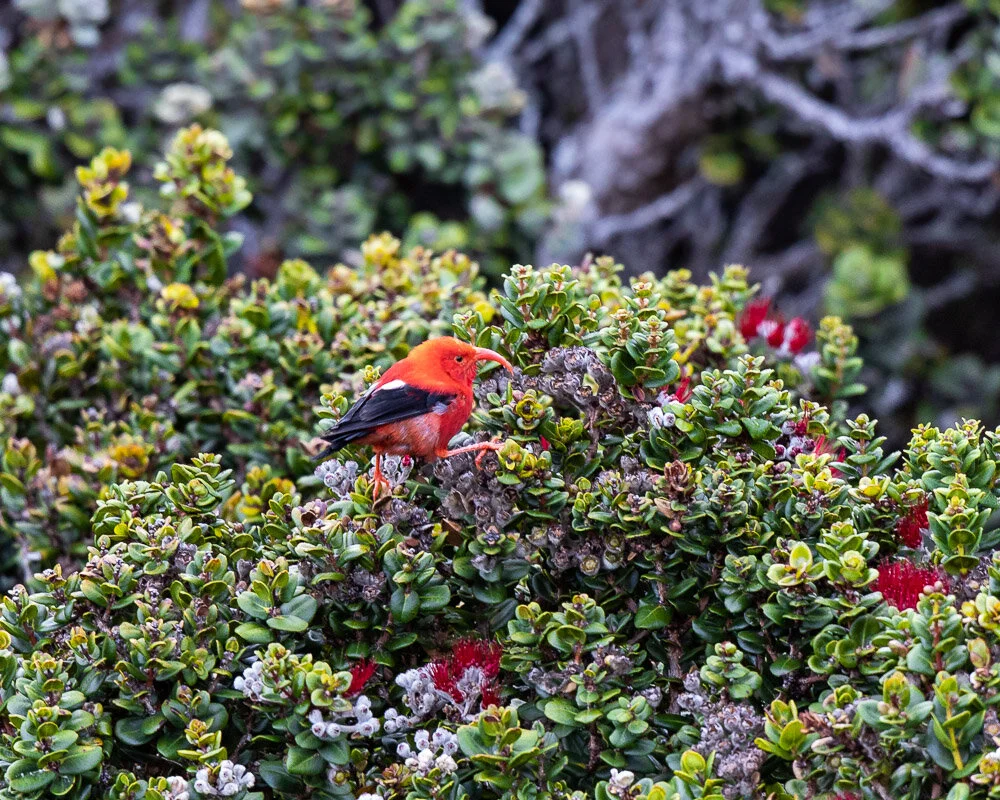 Jason Simon Photography