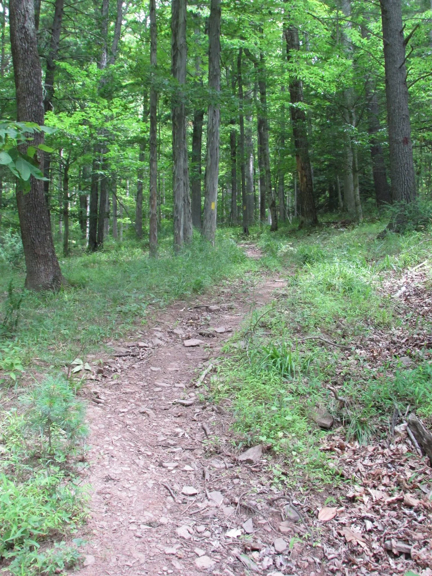 Little Pine 5-Miler . October 25, 2026 . Waterville, PA — PA Trail Dogs