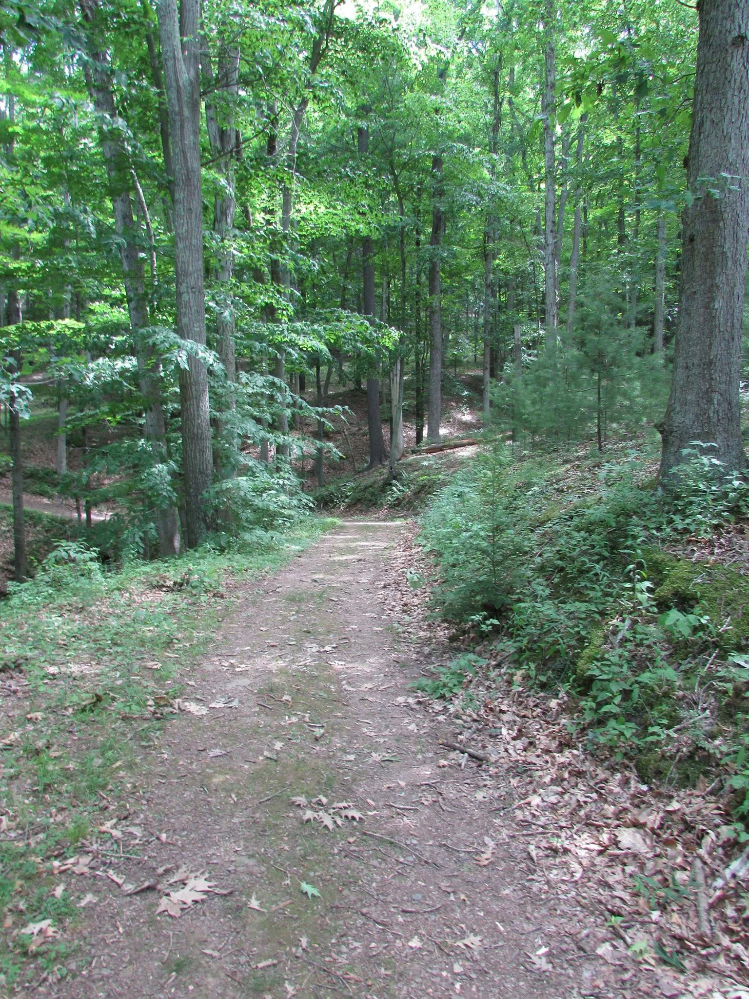 Little Pine 5-Miler . October 25, 2026 . Waterville, PA — PA Trail Dogs