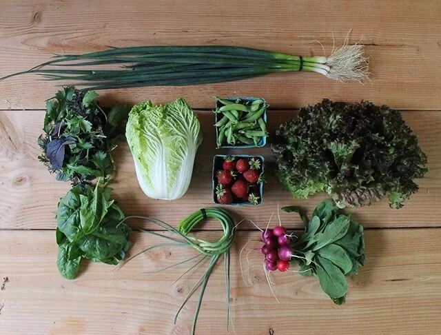 Edible Uprising Farm