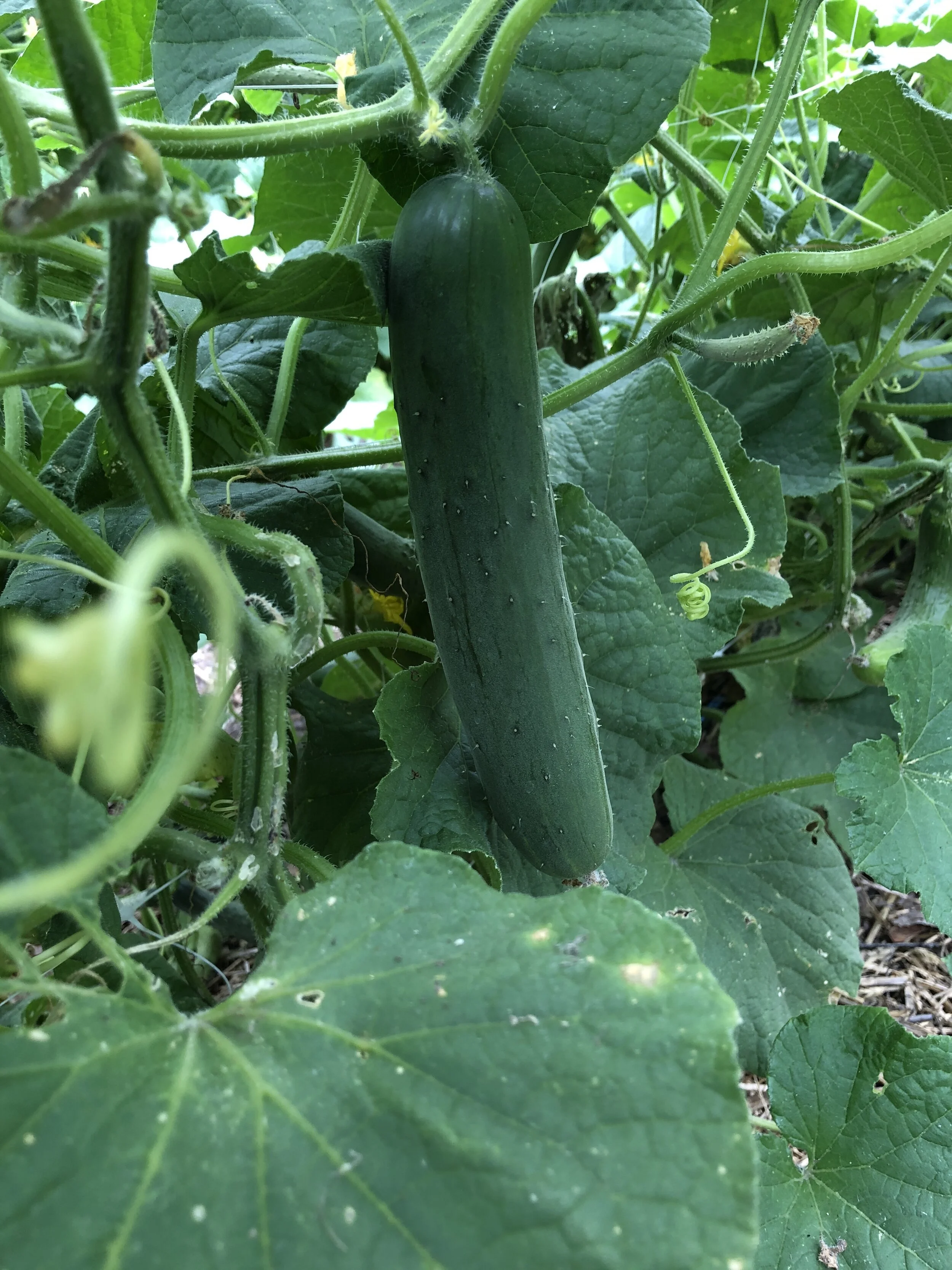 Cucumber — Edible Uprising Farm