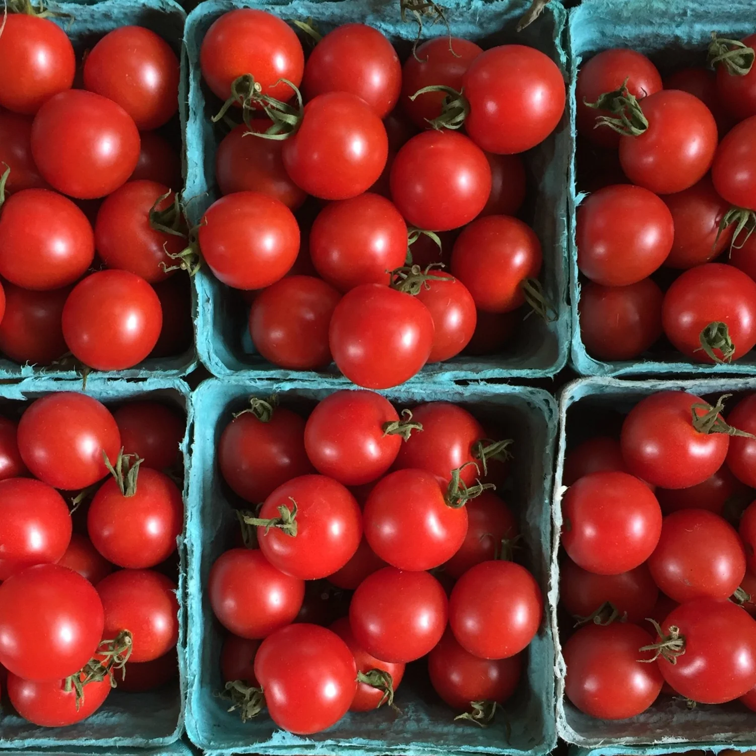 Red Zebra Tomato Plants