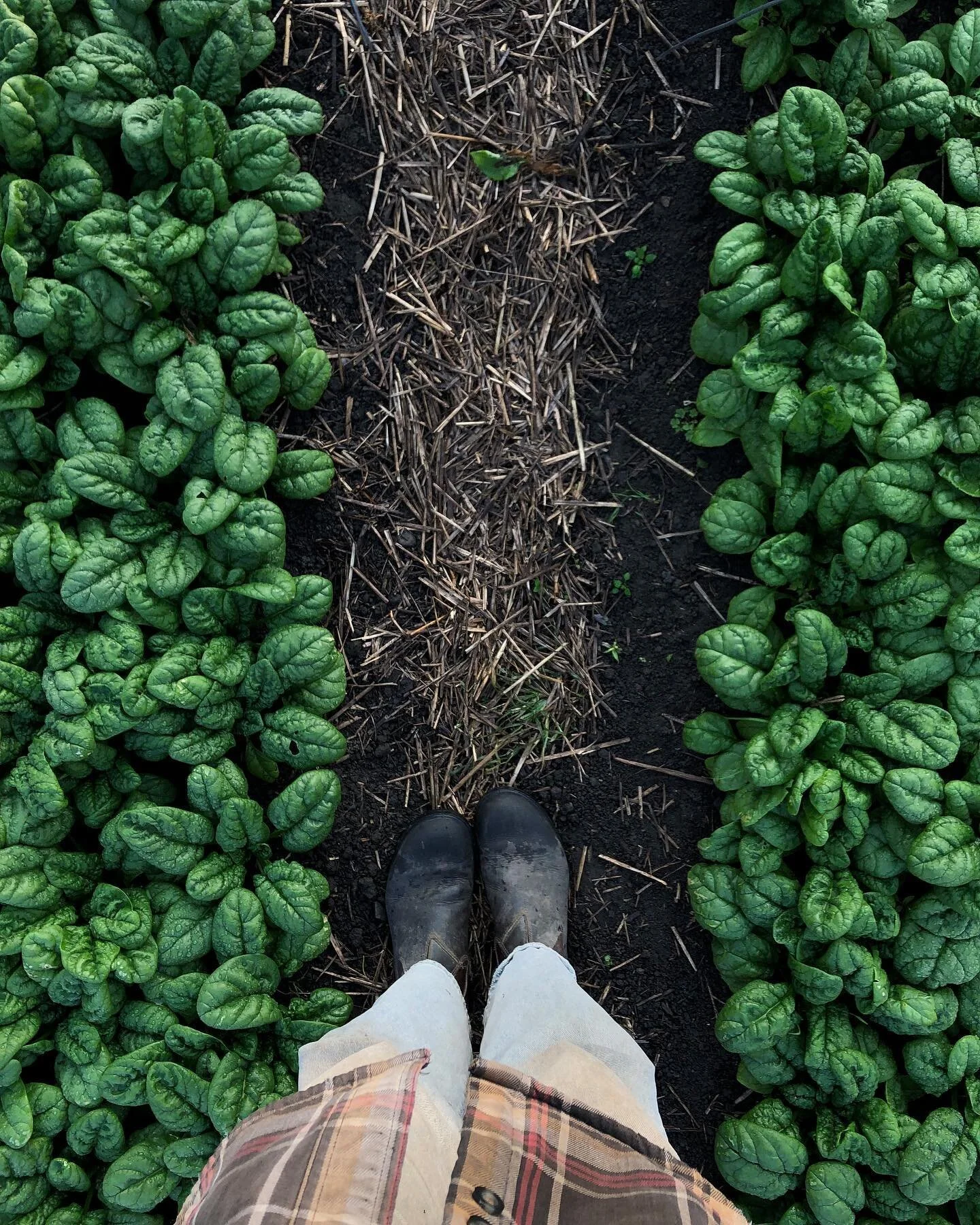 Edible Uprising Farm